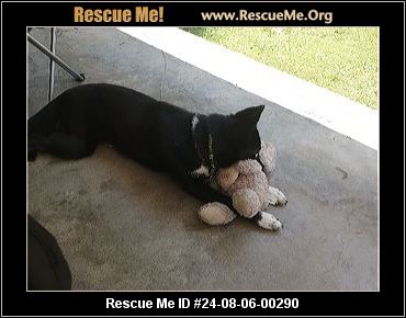 - Arkansas Dog Rescue - ADOPTIONS - Rescue Me!