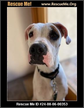 - Arizona Boxer Rescue - ADOPTIONS - Rescue Me!