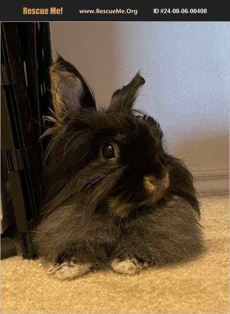 ADOPT 24080600408 ~ Rabbit Rescue ~ Dallas, TX