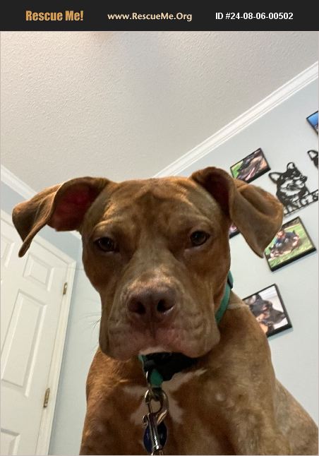ADOPT 24080600502 ~ Pit Bull Rescue ~ Charlotte, NC