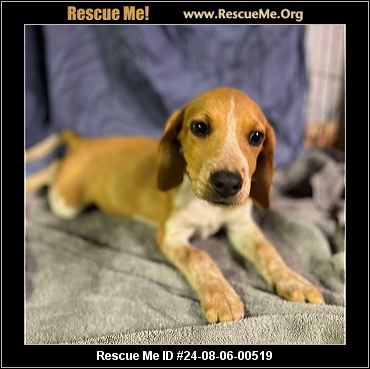 - Pennsylvania Dog Rescue - ADOPTIONS - Rescue Me!