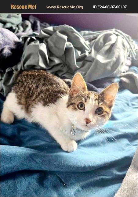 ADOPT 24080700107 ~ Egyptian Mau Rescue ~ Muskego, WI