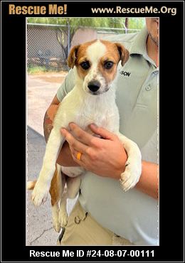 - Arizona Dog Rescue - ADOPTIONS - Rescue Me!