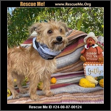 - Florida Yorkie Rescue - ADOPTIONS - Rescue Me!