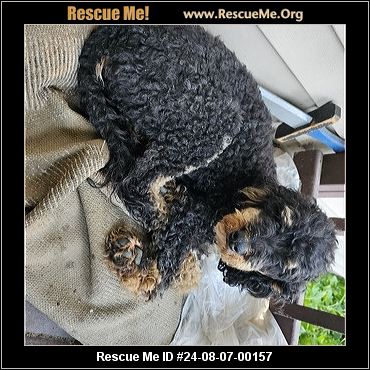 - Minnesota Dog Rescue - ADOPTIONS - Rescue Me!