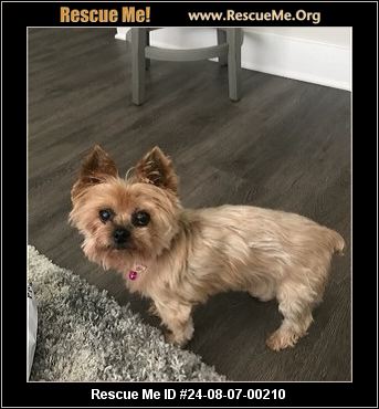 - Georgia Yorkie Rescue - ADOPTIONS - Rescue Me!