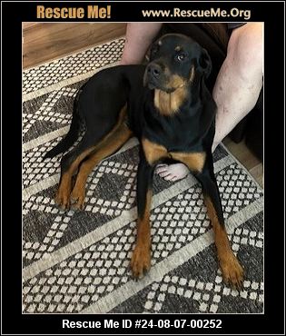 - Texas Rottweiler Rescue - ADOPTIONS - Rescue Me!