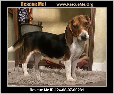 - Oklahoma Beagle Rescue - ADOPTIONS - Rescue Me!