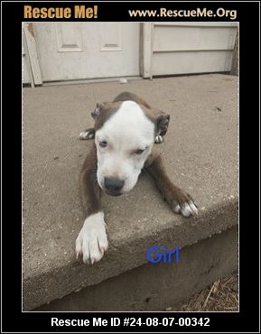 - Illinois Dog Rescue - ADOPTIONS - Rescue Me!