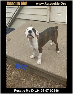 - Illinois Dog Rescue - ADOPTIONS - Rescue Me!