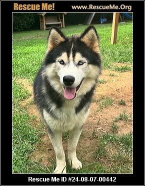 - Virginia Siberian Husky Rescue - ADOPTIONS - Rescue Me!
