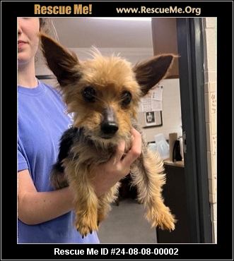 - New York Yorkie Rescue - ADOPTIONS - Rescue Me!
