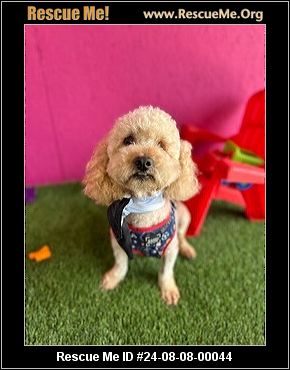 - California Poodle Rescue - ADOPTIONS - Rescue Me!