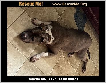 - North Carolina Dog Rescue - ADOPTIONS - Rescue Me!