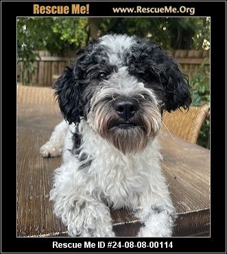 - Florida Poodle Rescue - ADOPTIONS - Rescue Me!