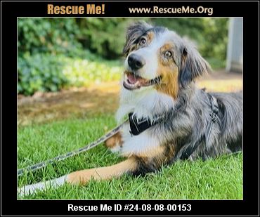 - Washington Australian Shepherd Rescue - ADOPTIONS - Rescue Me!
