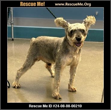 - Texas Schnauzer Rescue - ADOPTIONS - Rescue Me!