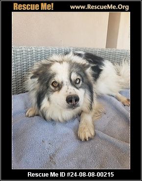 - Arizona Pomeranian Rescue - ADOPTIONS - Rescue Me!