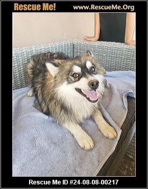 - Arizona Pomeranian Rescue - ADOPTIONS - Rescue Me!