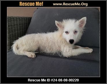 - Arizona Pomeranian Rescue - ADOPTIONS - Rescue Me!