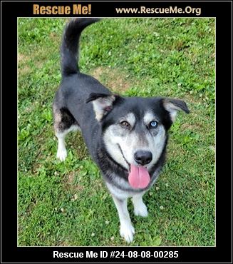 - Ohio Siberian Husky Rescue - ADOPTIONS - Rescue Me!
