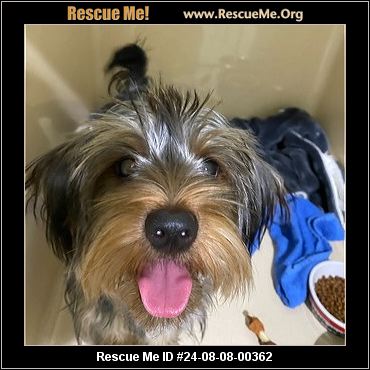 - Florida Yorkie Rescue - ADOPTIONS - Rescue Me!