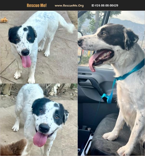 ADOPT 24080800429 ~ Border Collie Rescue ~ Rancho Cucamonga , CA