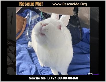 - Virginia Rabbit Rescue - ADOPTIONS - Rescue Me!