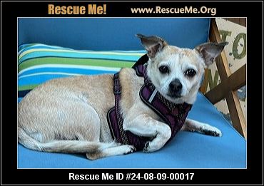 - California Corgi Rescue - ADOPTIONS - Rescue Me!