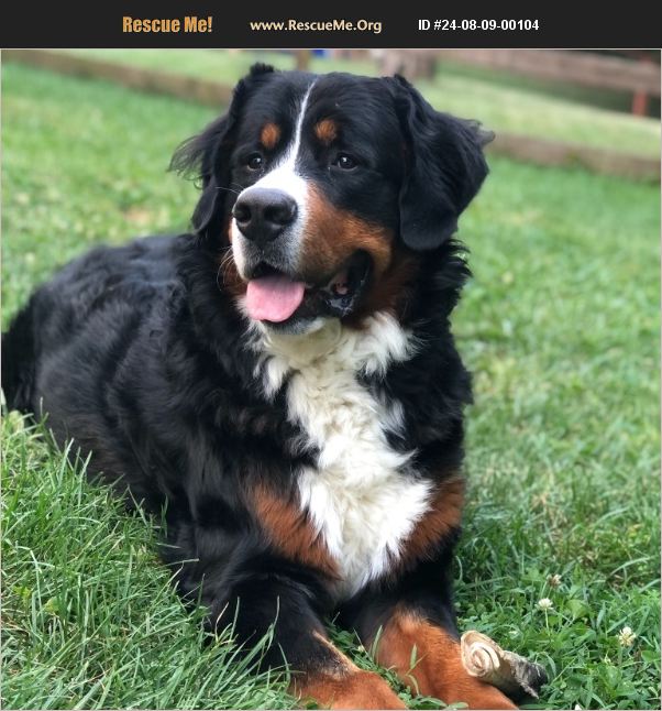 ADOPT 24080900104 ~ Bernese Mountain Dog Rescue ~ Moneta, VA