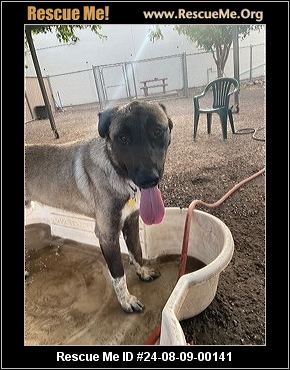 - Arizona Dog Rescue - ADOPTIONS - Rescue Me!