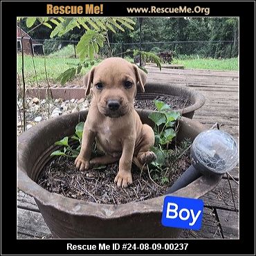 - North Carolina Dog Rescue - ADOPTIONS - Rescue Me!