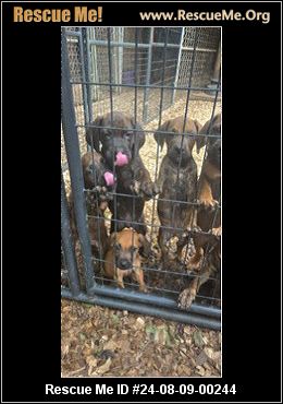 - Georgia Dog Rescue - ADOPTIONS - Rescue Me!