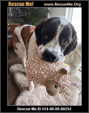 - Texas Saint Bernard Rescue - ADOPTIONS - Rescue Me!