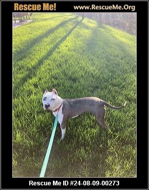 - North Carolina Dog Rescue - ADOPTIONS - Rescue Me!