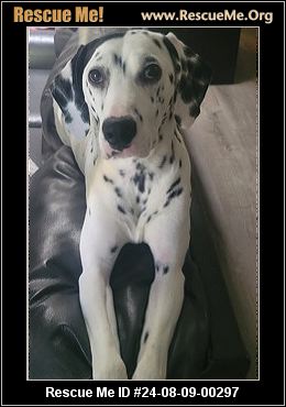 - California Dalmatian Rescue - ADOPTIONS - Rescue Me!