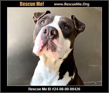 - Wisconsin Dog Rescue - ADOPTIONS - Rescue Me!