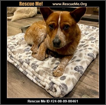 - California Australian Cattle Dog Rescue - ADOPTIONS - Rescue Me!