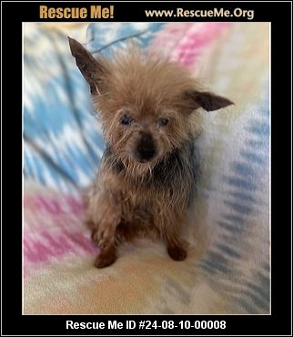- California Yorkie Rescue - ADOPTIONS - Rescue Me!