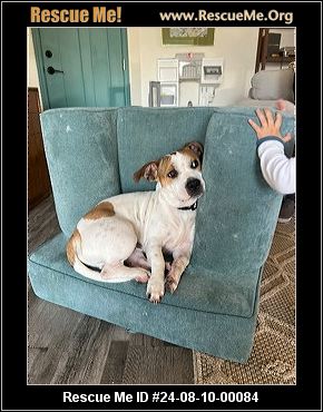 - Florida Jack Russell Rescue - ADOPTIONS - Rescue Me!