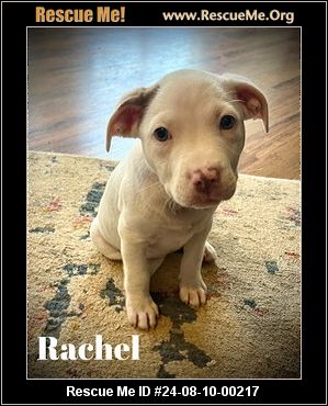 - Georgia Dog Rescue - ADOPTIONS - Rescue Me!