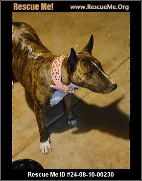 - Arizona Dog Rescue - ADOPTIONS - Rescue Me!