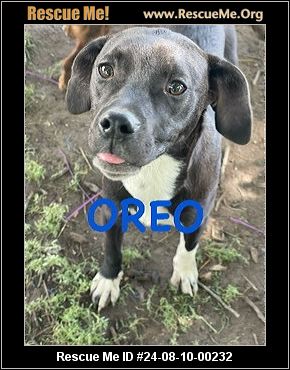 - Missouri Boxer Rescue - ADOPTIONS - Rescue Me!