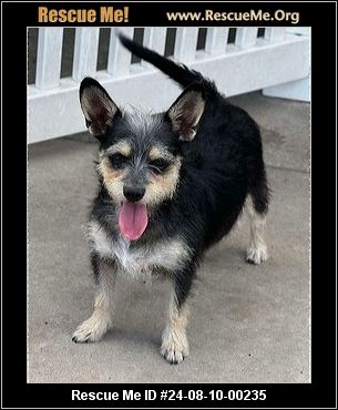 - California Corgi Rescue - ADOPTIONS - Rescue Me!