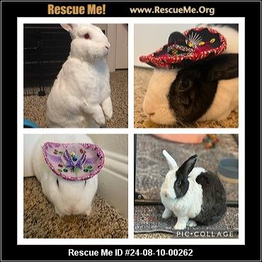- Texas Rabbit Rescue - ADOPTIONS - Rescue Me!