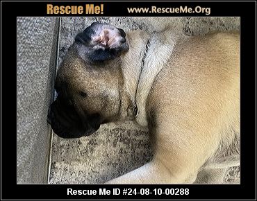 - California Mastiff Rescue - ADOPTIONS - Rescue Me!