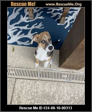 - Texas Beagle Rescue - ADOPTIONS - Rescue Me!