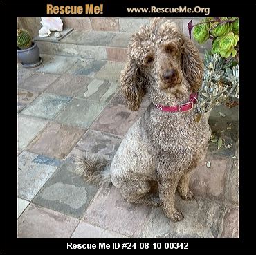 - California Poodle Rescue - ADOPTIONS - Rescue Me!