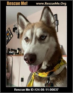 - Virginia Siberian Husky Rescue - ADOPTIONS - Rescue Me!