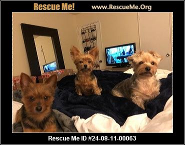 - New Jersey Yorkie Rescue - ADOPTIONS - Rescue Me!